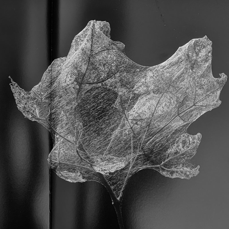 Natural Architecture: Larvae and the Human